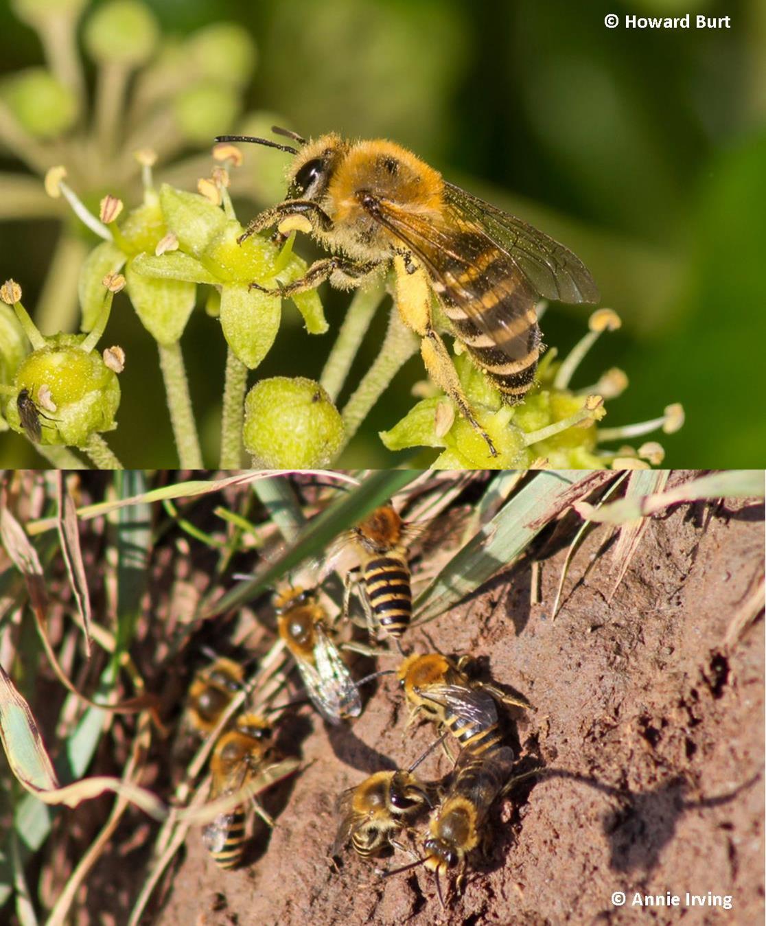 SEWBReC :: spotm-0918