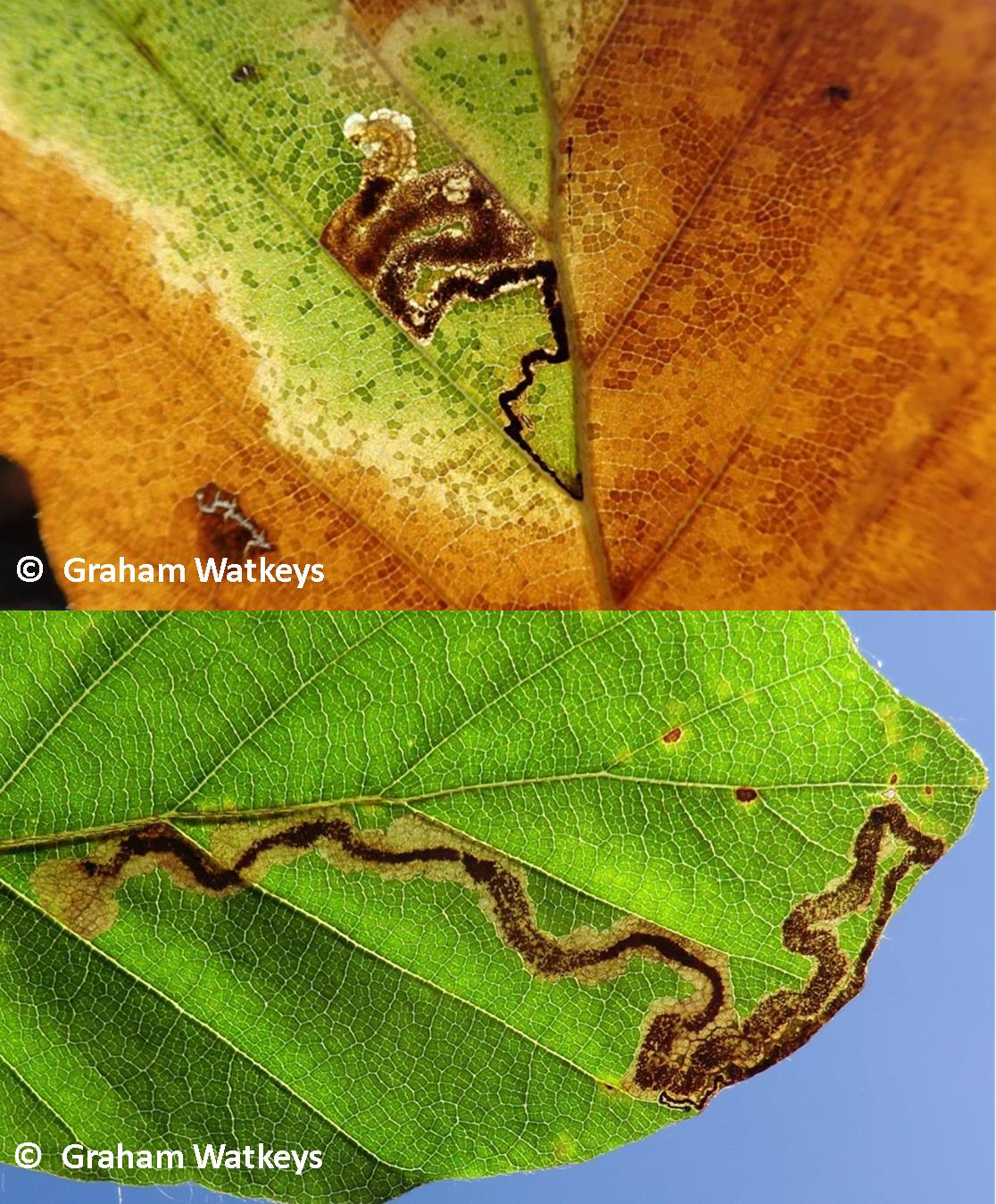 SEWBReC :: spotm-1021