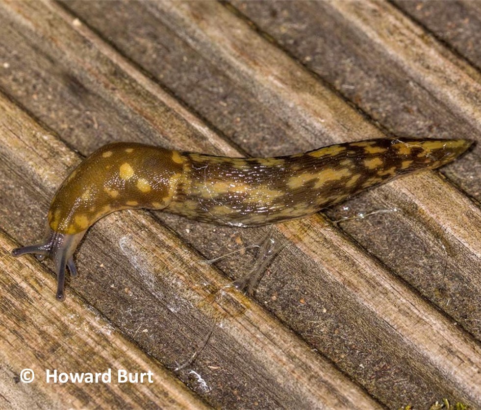 SEWBReC :: spotm-1222