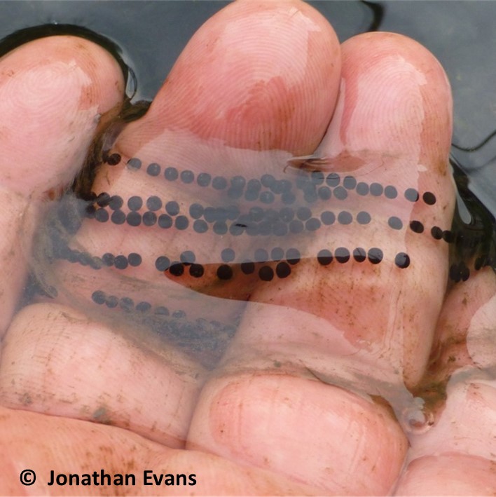 SEWBReC :: spotm-0223